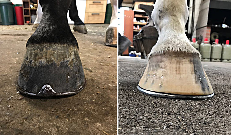 Hoof Magic - Biotin Zusatzfutter für Pferde